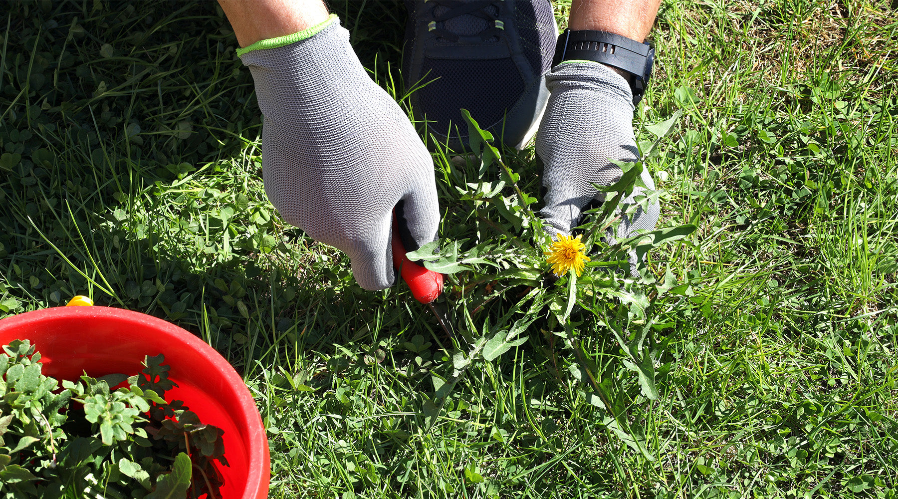 Six Tips for an Environmentally-Friendly Weed-Free Lawn