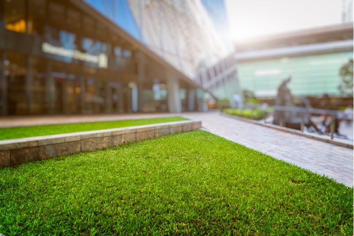 Weed Control 101: Build a Lawn That Fights Back