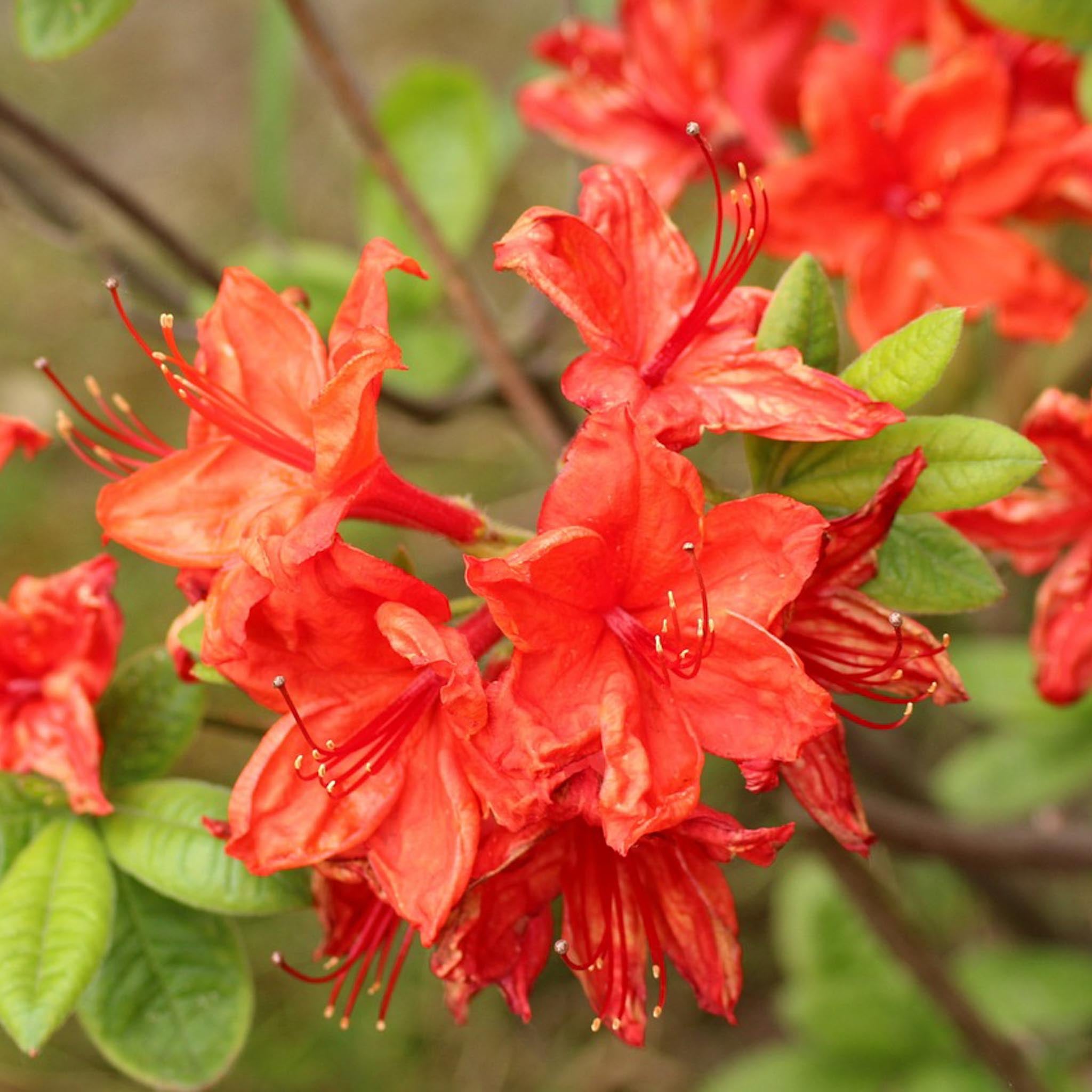 Azalea Mandarin Lights