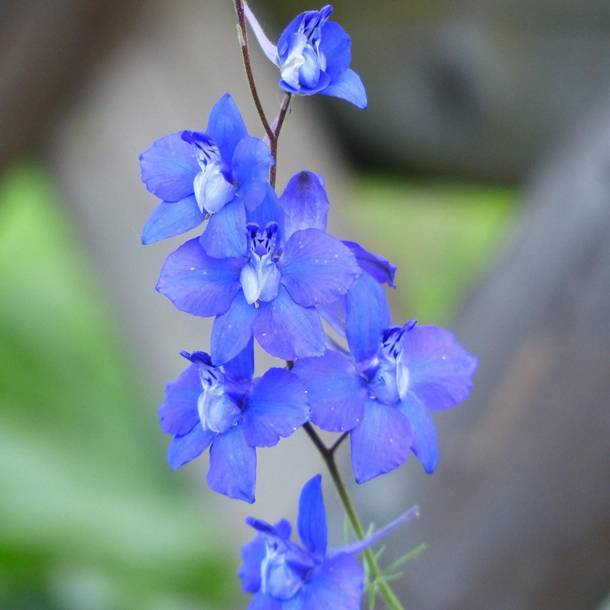 Blue Butterfly Delphinium