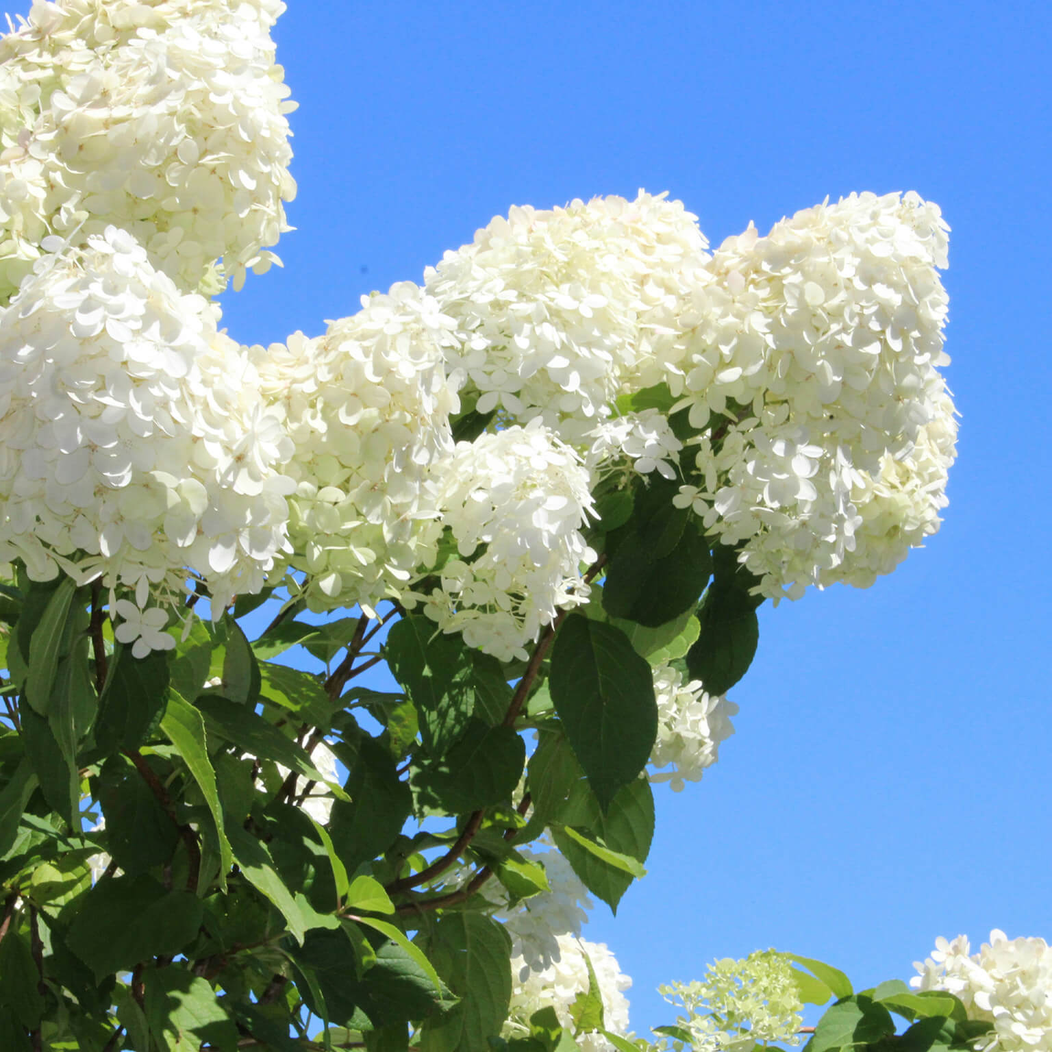 Pee Gee Hydrangea